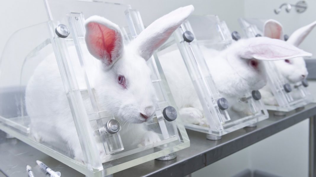 Animal Testing For Cosmetics A Morally Unacceptable Yet Growing Trend Estetica Export animal-testing-for-cosmetics-a-morally-unacceptable-yet-growing-trend-estetica-export